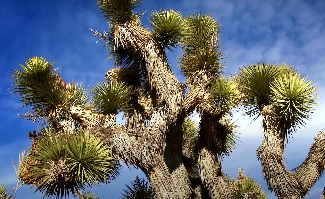 High Desert Landscaping Ideas - GardenProfy