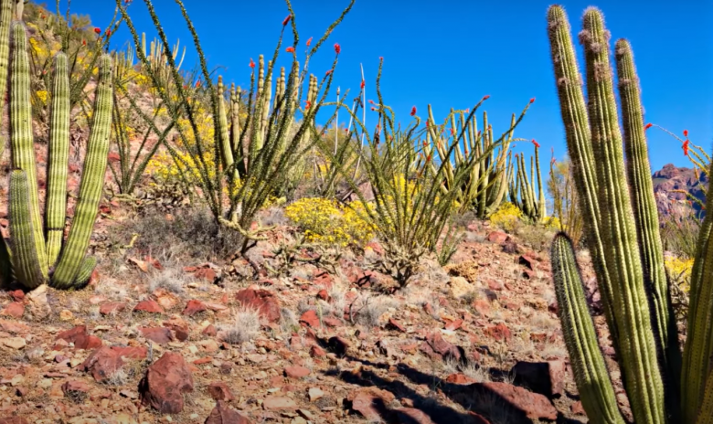 High Desert Landscaping Ideas - GardenProfy