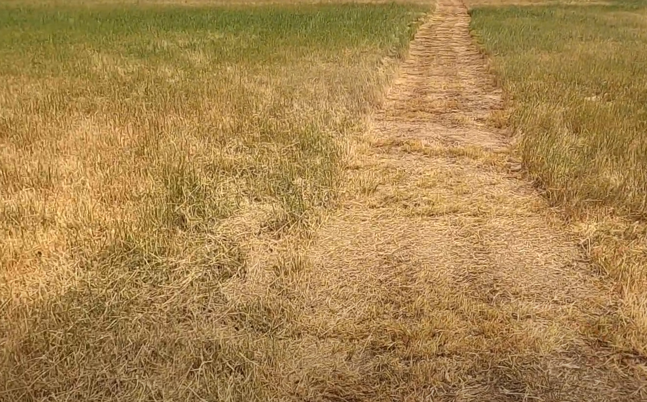 How to Build a Running Track in Your Backyard? - GardenProfy