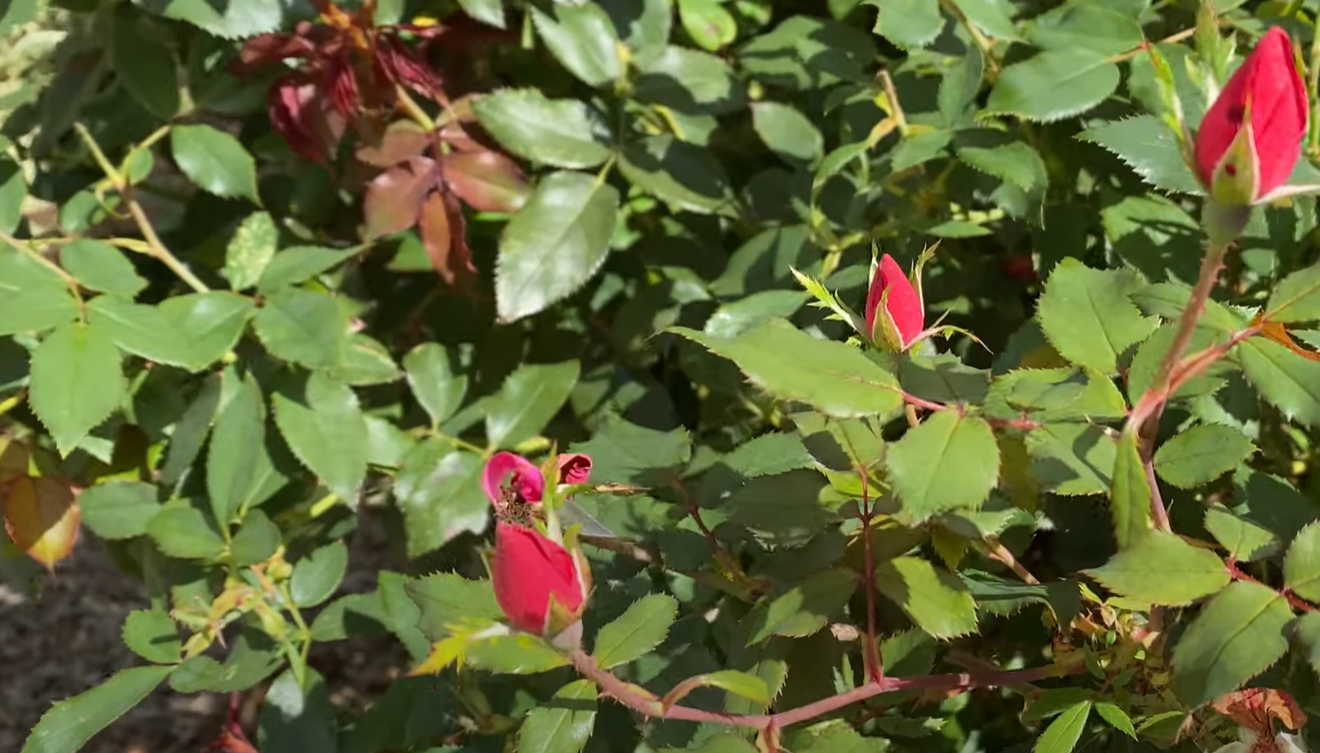 How to Deadhead Knockout Roses? - GardenProfy