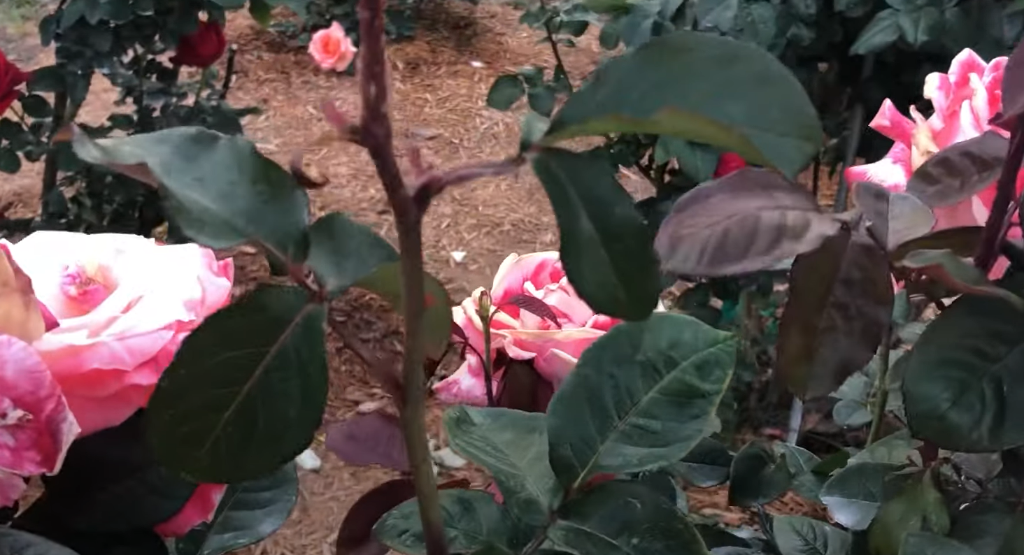 How to Deadhead Knockout Roses? - GardenProfy