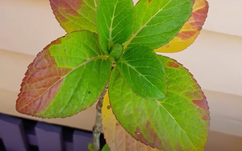 Hydrangea Leaves Turning Yellow: What to Do? - GardenProfy