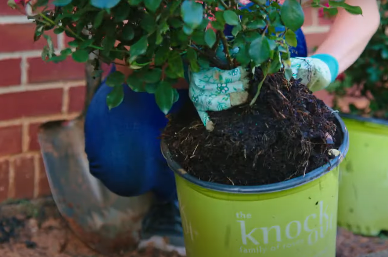 When to Fertilize Knockout Roses? - GardenProfy