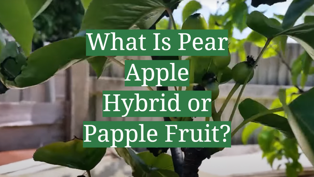 What Is Pear Apple Hybrid or Papple Fruit? - GardenProfy
