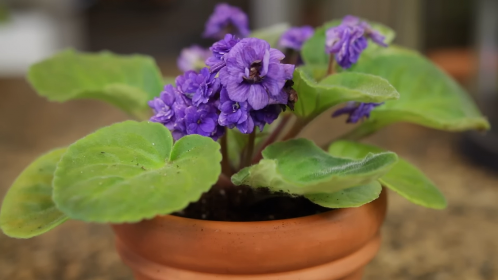 Can You Plant African Violets Outside? - GardenProfy