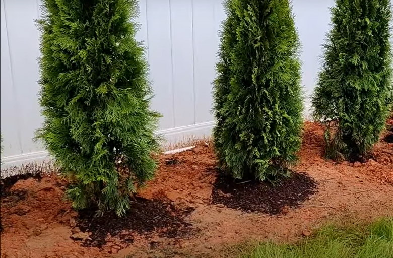 Arborvitae Landscaping Ideas - GardenProfy