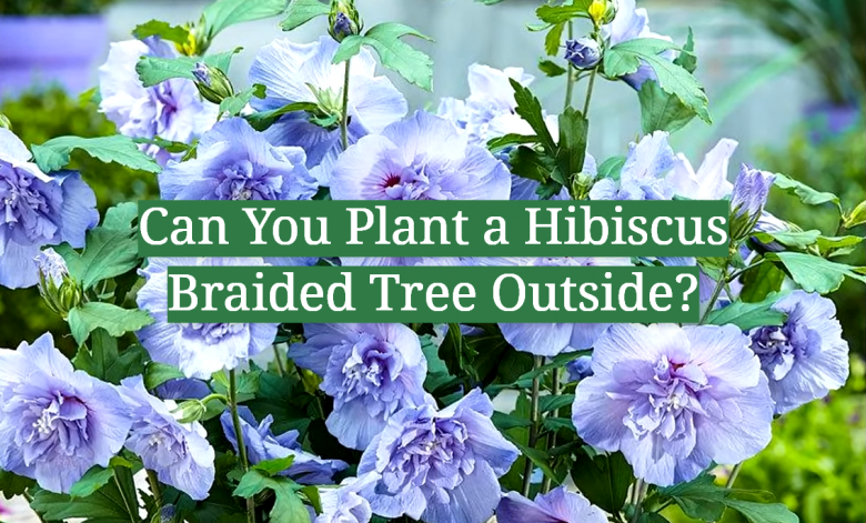 Can You Plant a Hibiscus Braided Tree Outside? - GardenProfy