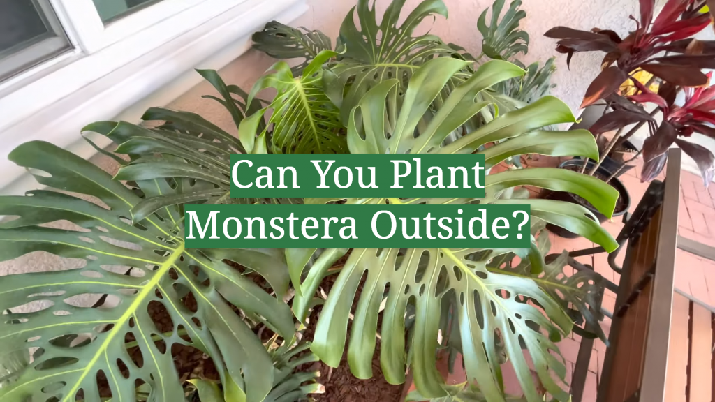 Can You Plant Monstera Outside? - GardenProfy