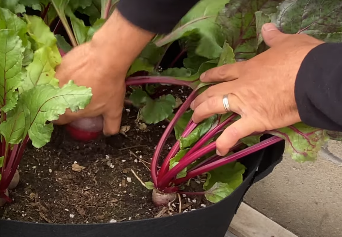 Companion Plant for Beets - GardenProfy