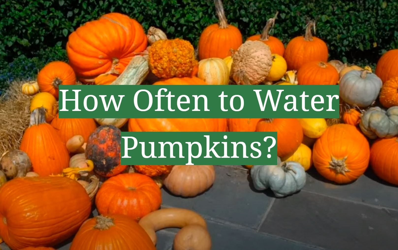 How Often to Water Pumpkins? - GardenProfy