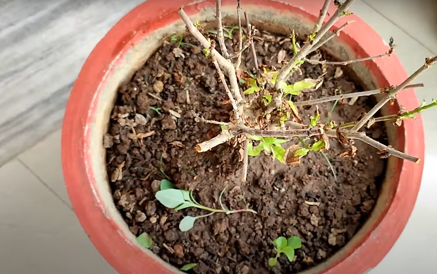 How to Revive a Dying Gardenia? - GardenProfy