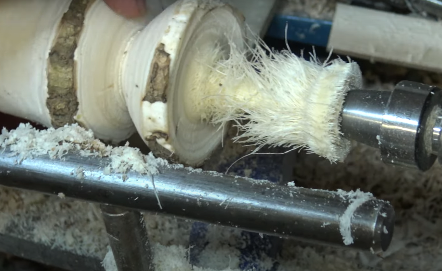 Is Palm Tree Wood Good for Anything? - GardenProfy