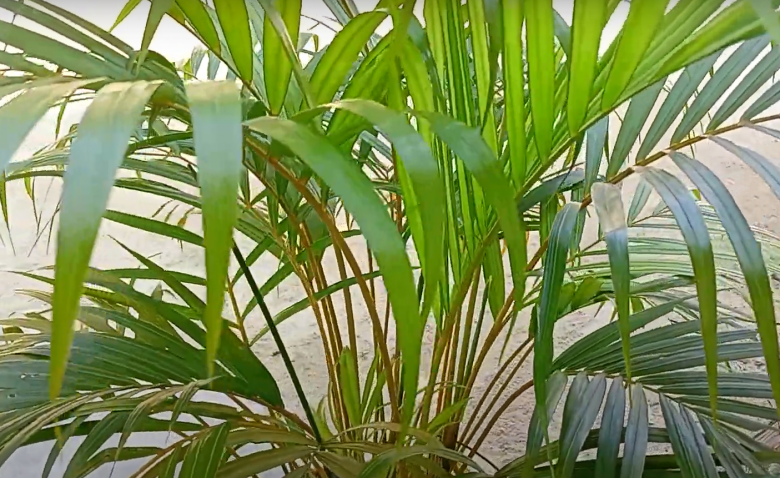 Palmetto Tree vs. Palm Tree: What’s the Difference? - GardenProfy