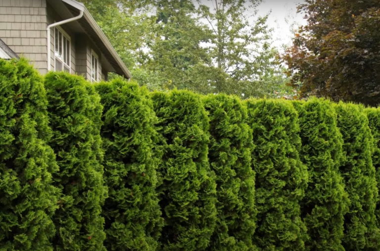 Property Line Landscaping Ideas - GardenProfy