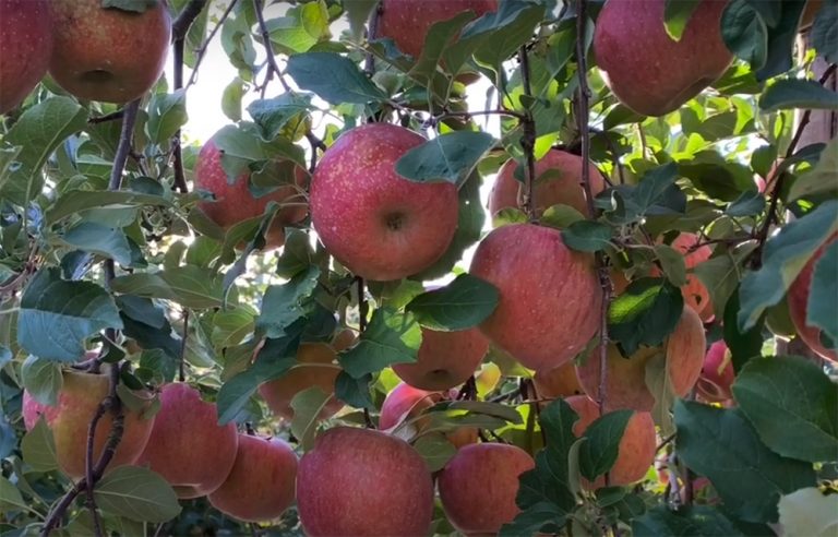 The Best Fruits to Grow in Colorado - GardenProfy