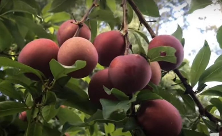 The Best Fruits to Grow in Colorado - GardenProfy