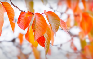 The Best Small Trees With Non Invasive Roots - GardenProfy