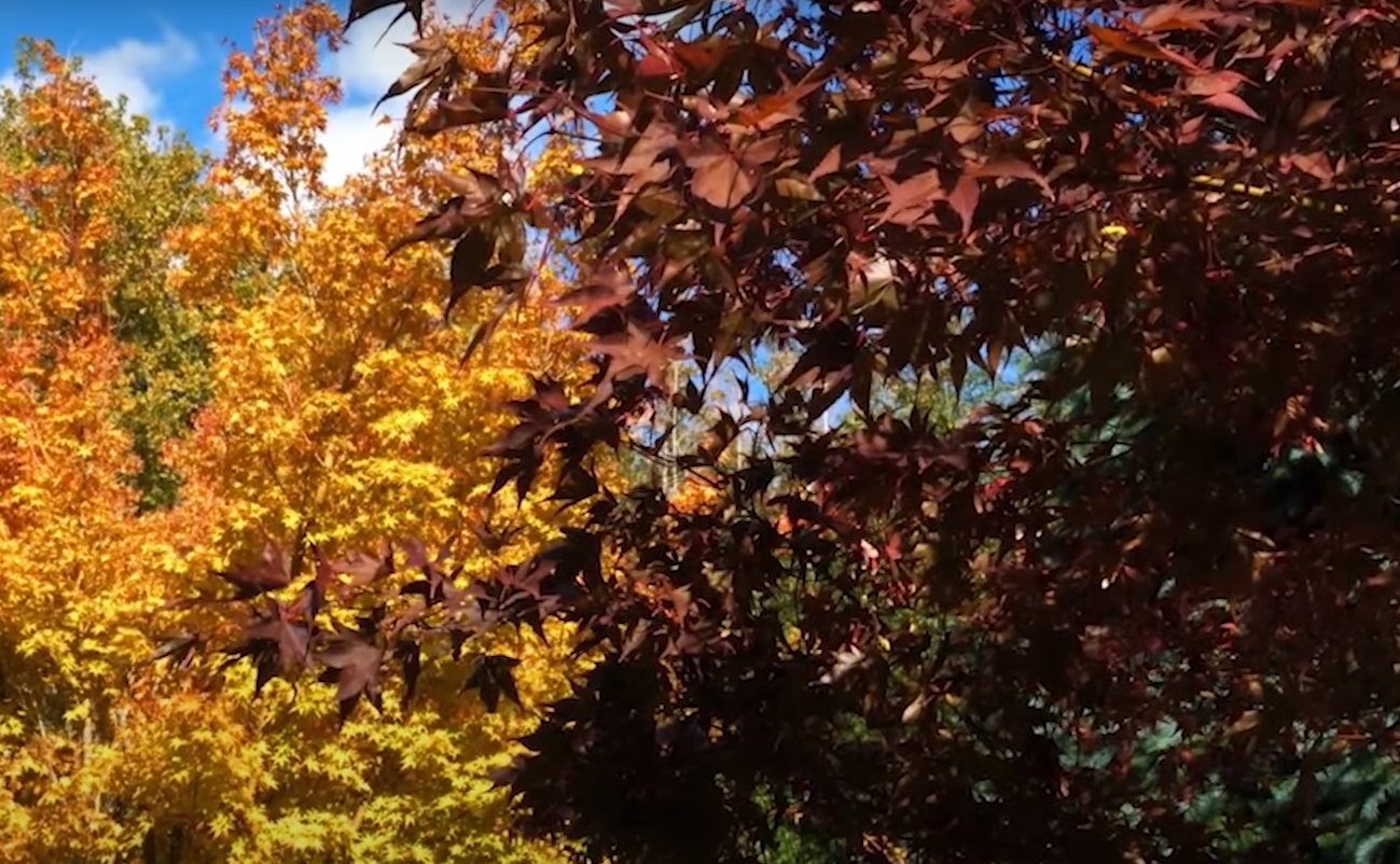 The Best Small Trees With Non Invasive Roots - GardenProfy