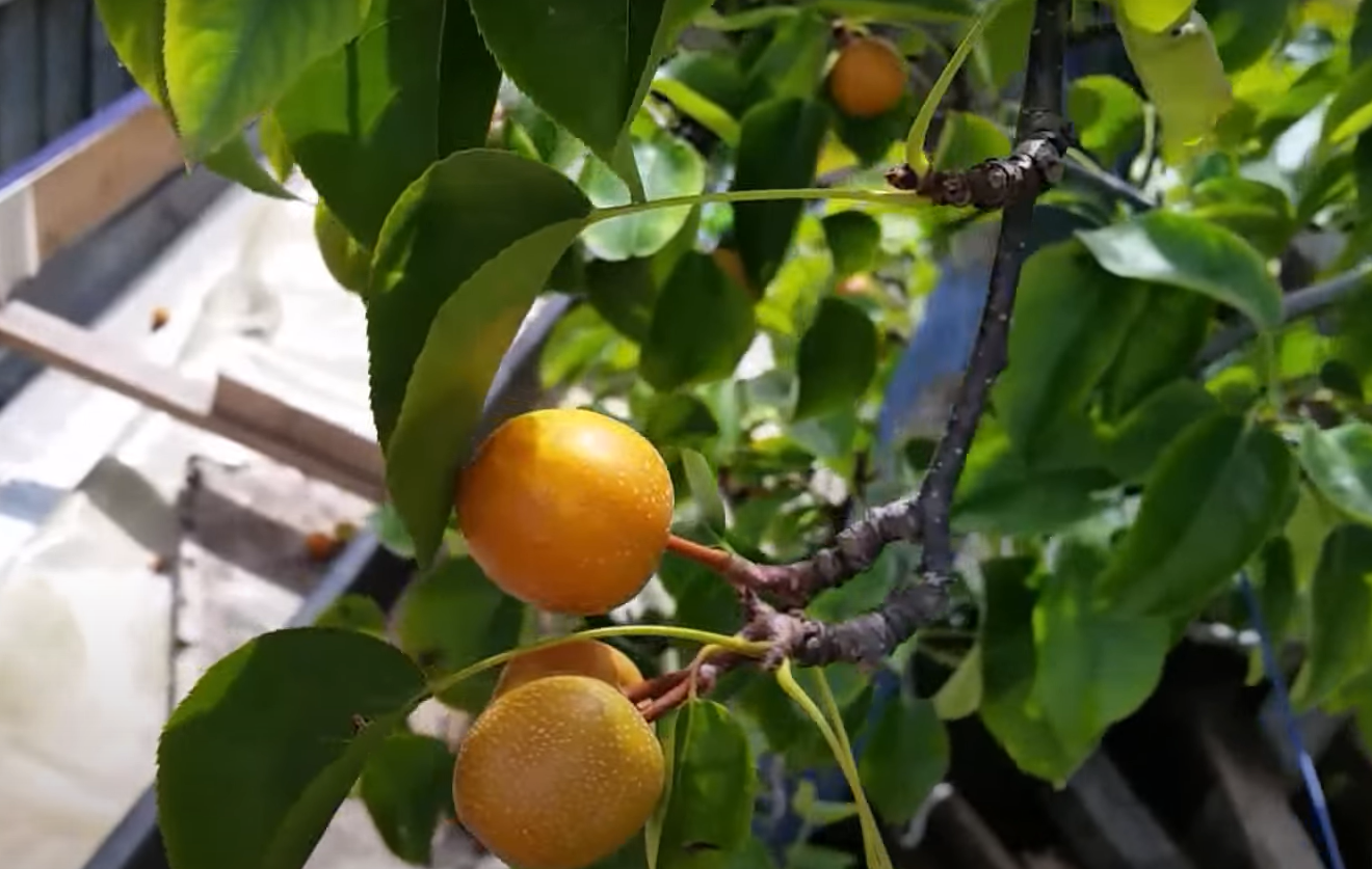 What Is Pear Apple Hybrid or Papple Fruit? - GardenProfy