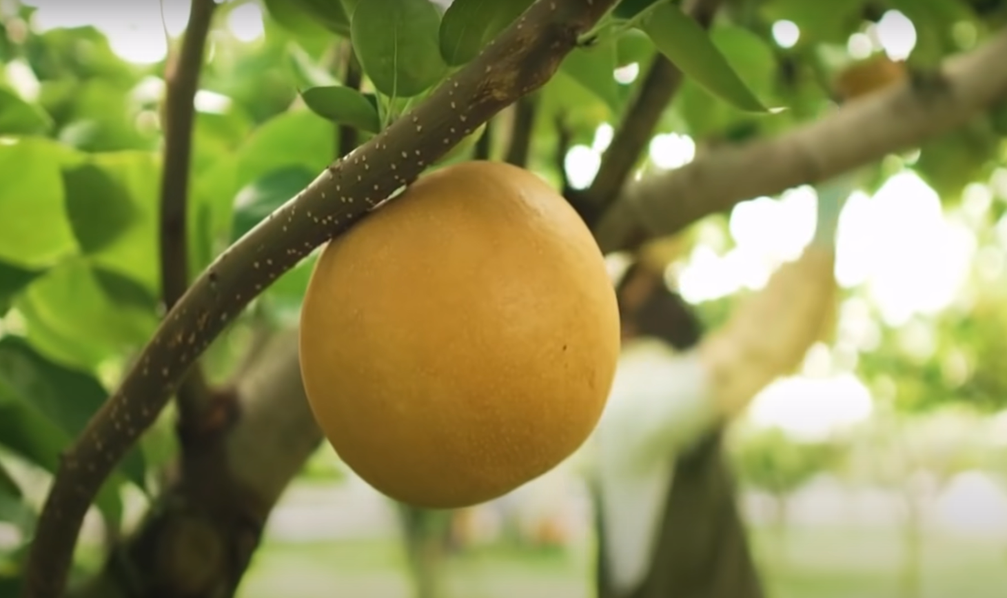 What Is Pear Apple Hybrid or Papple Fruit? - GardenProfy