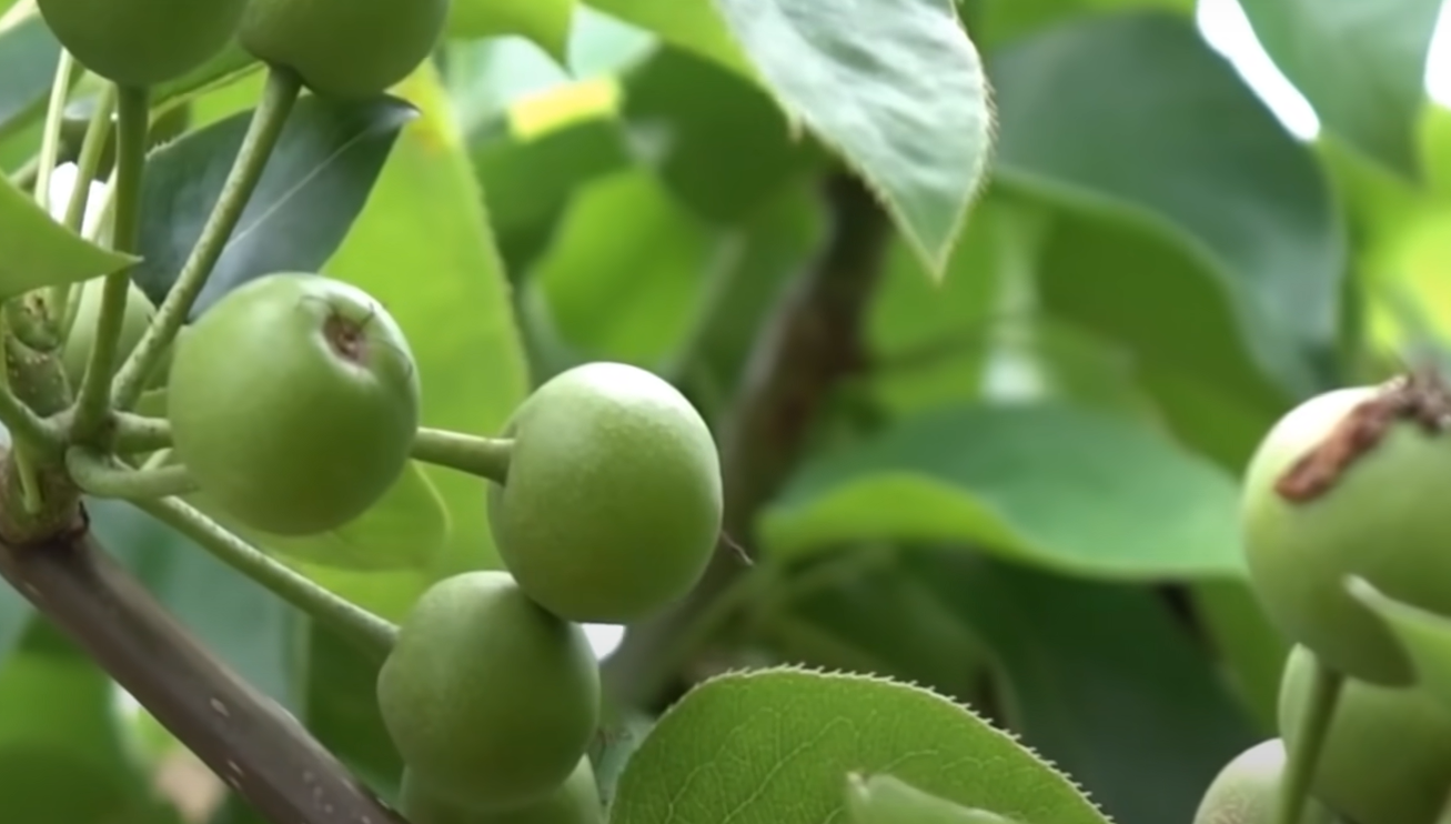 What Is Pear Apple Hybrid or Papple Fruit? - GardenProfy