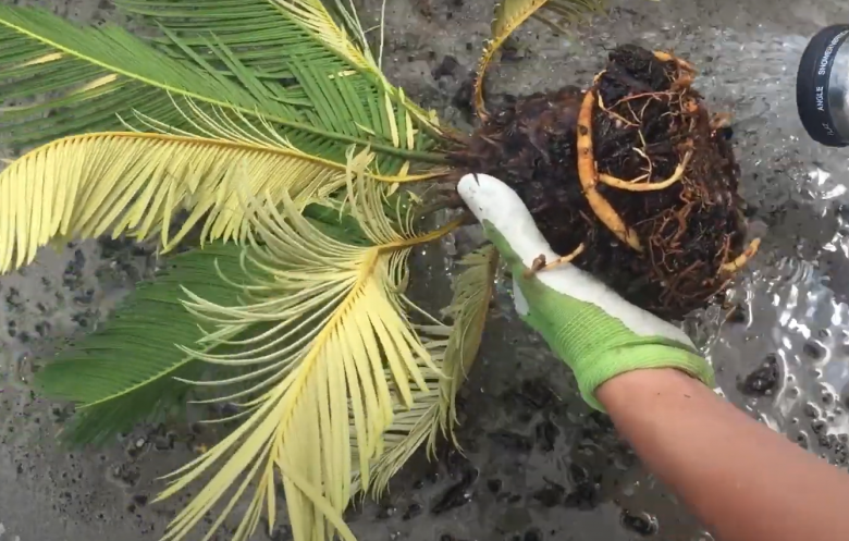 Why Is My Sago Palm Turning Yellow? - GardenProfy