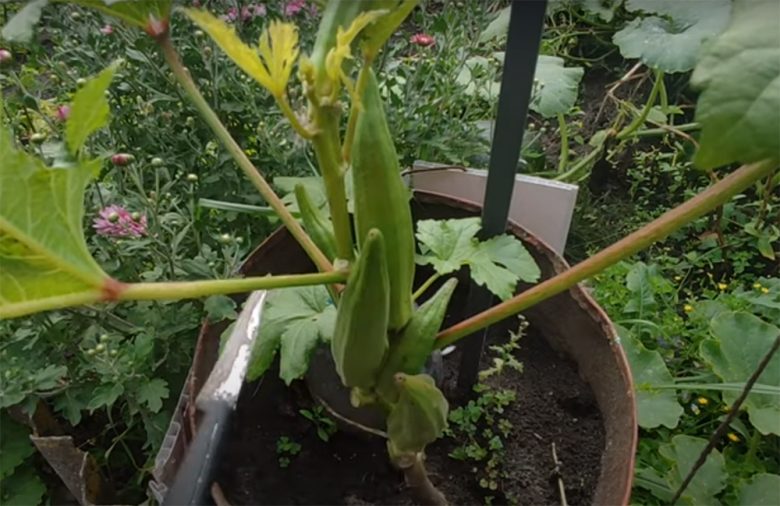 Does Okra Come Back Every Year? - GardenProfy