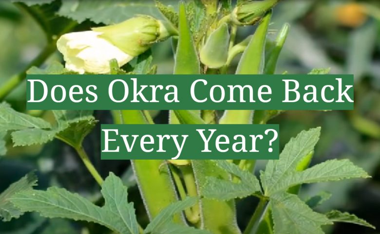 Does Okra Come Back Every Year? - GardenProfy